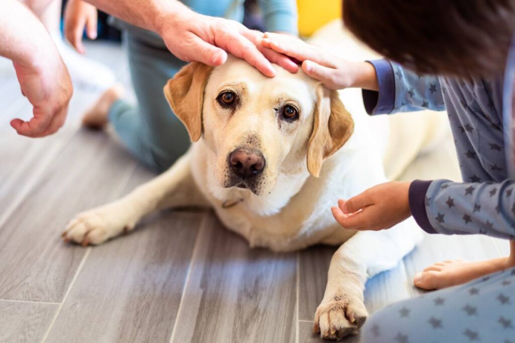 Animal-Assisted Therapy: Everything You Need to Know?